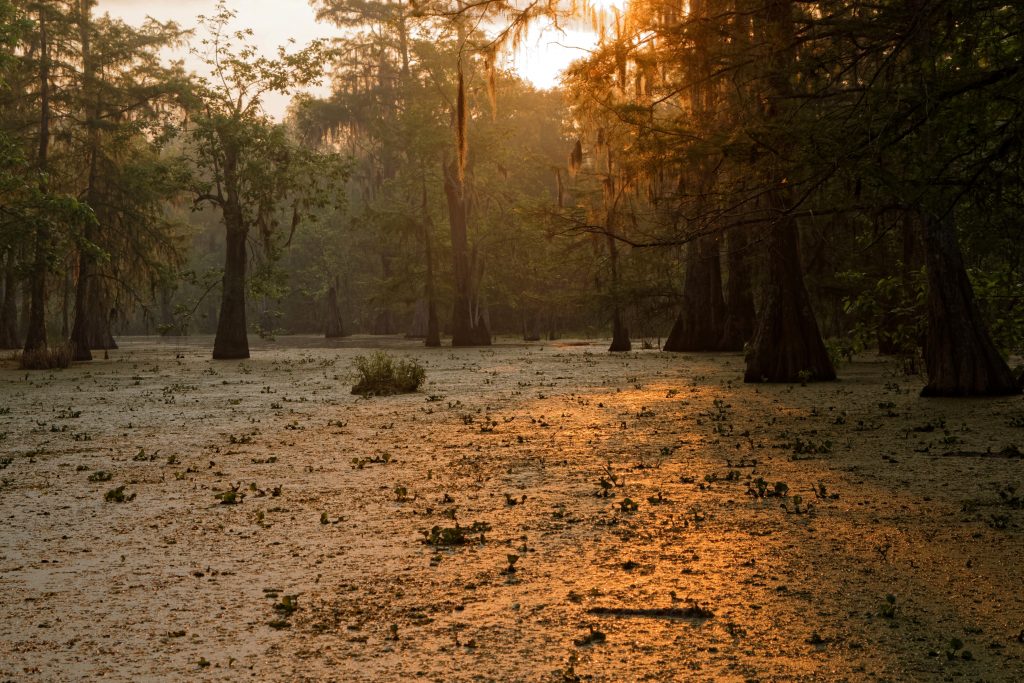 Who Exactly Joined the Swamp in This Example? - American Energy Alliance